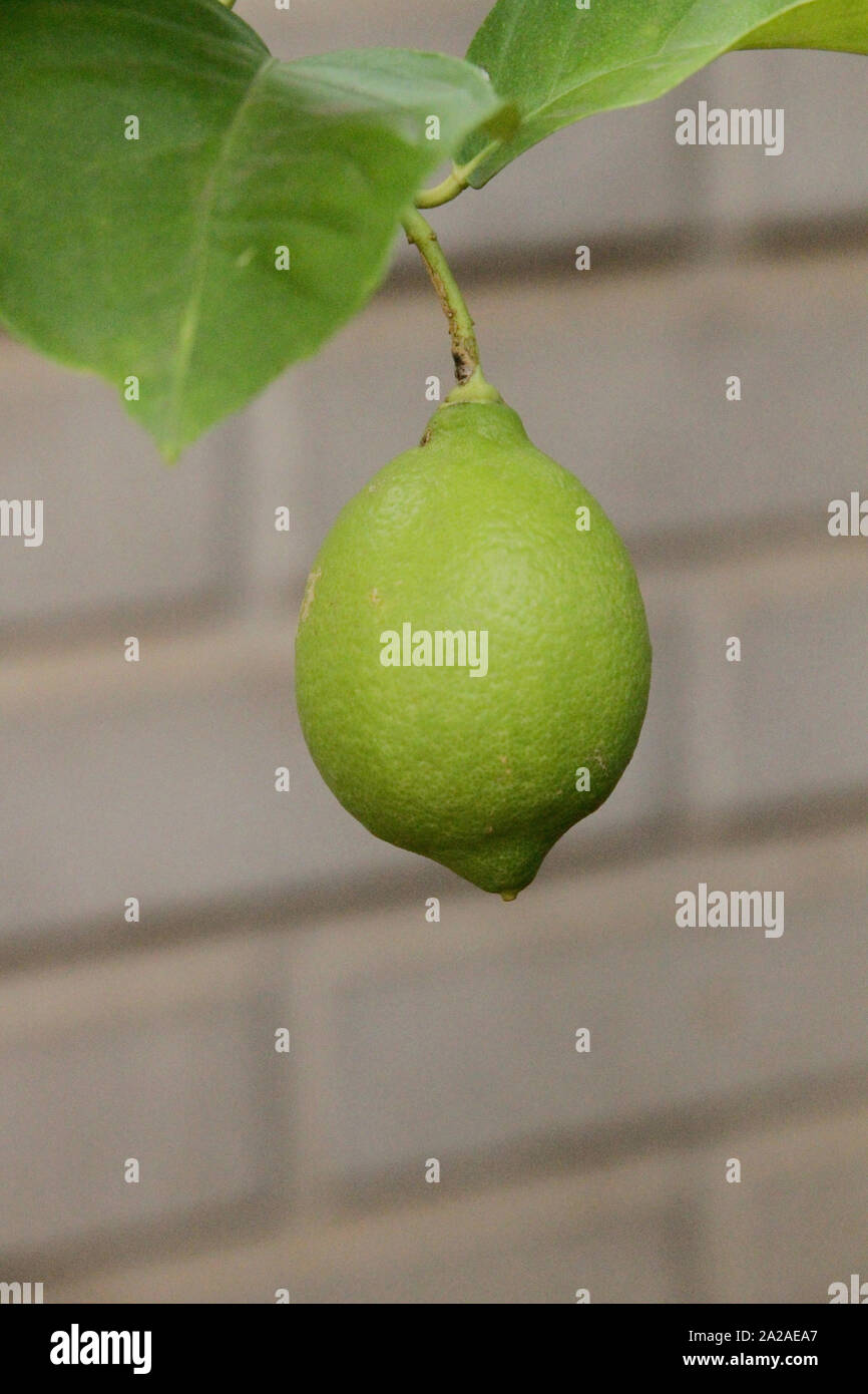 Citronnier in africa Banque de photographies et d’images à haute ...