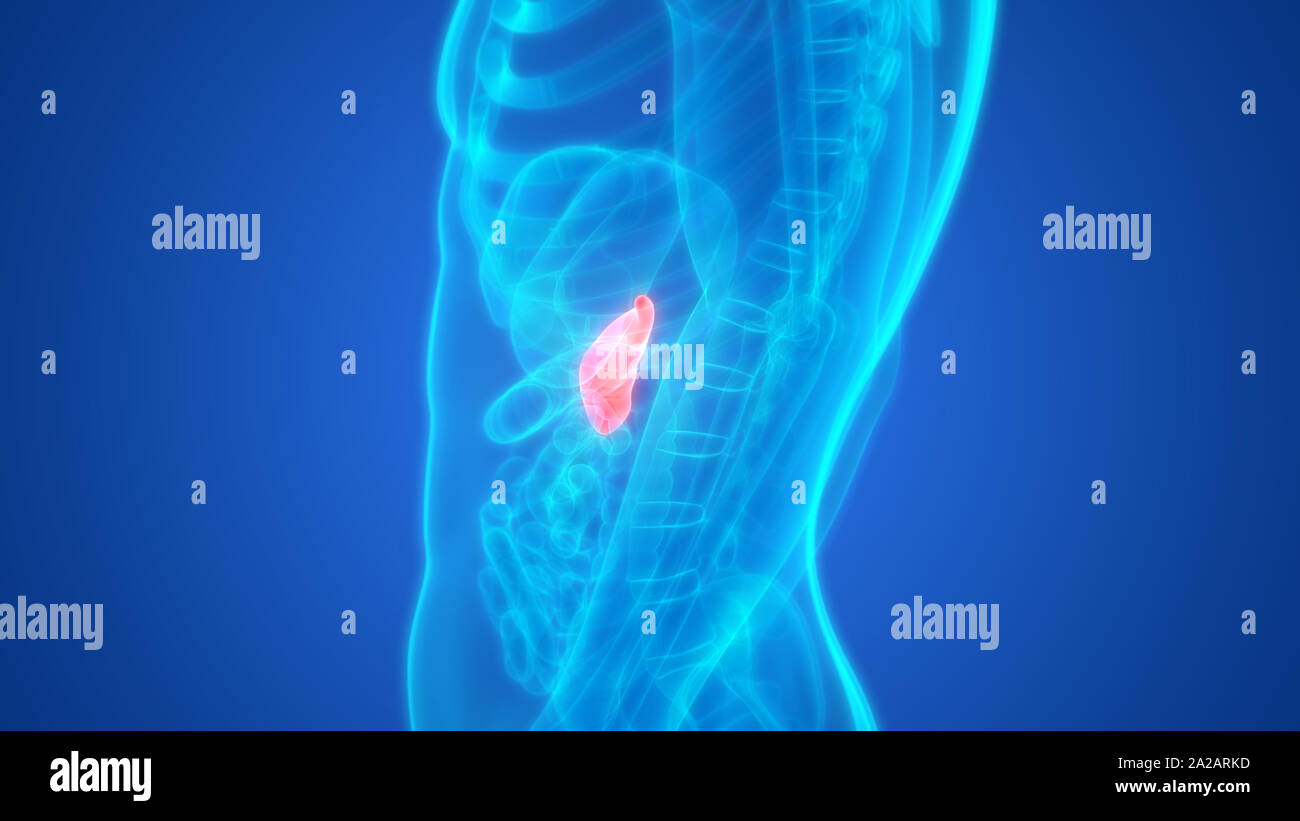 Les droits de l'anatomie du pancréas Organe digestif interne Photo ...