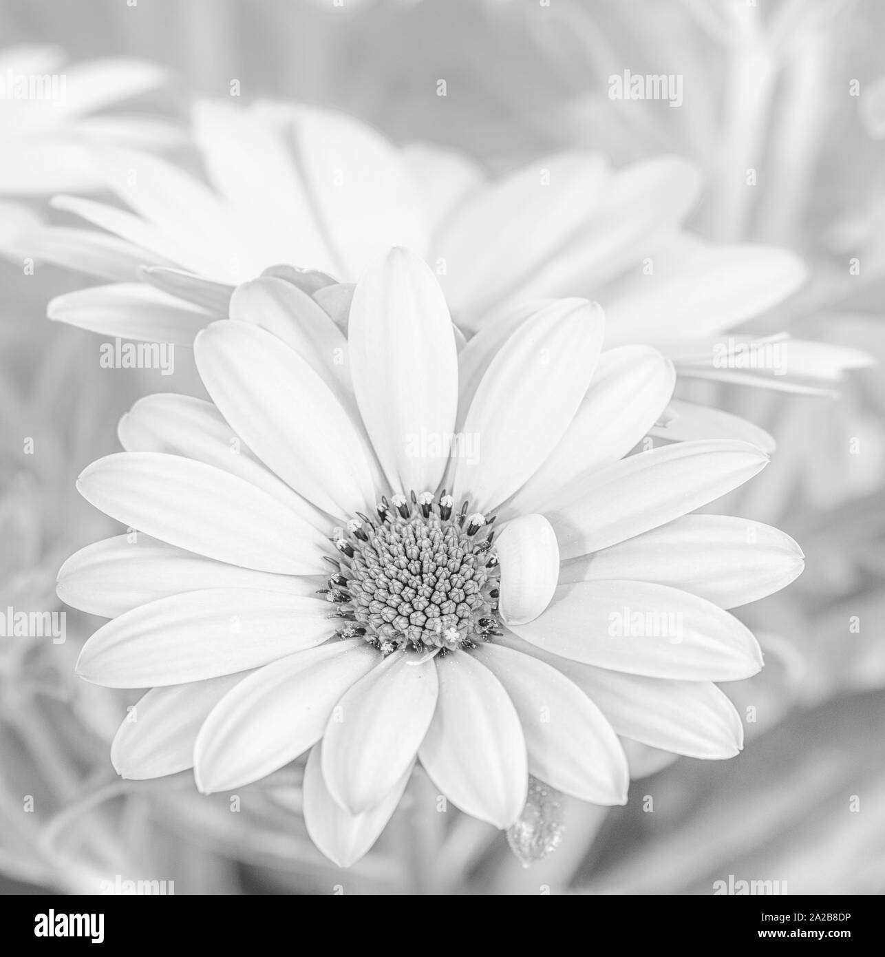 Feuilles de marguerite Banque d'images noir et blanc - Alamy