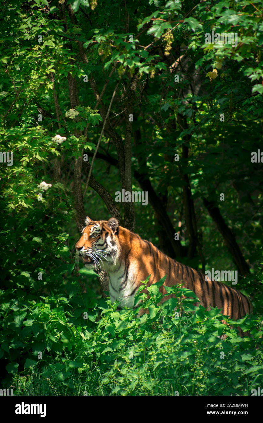 Tiger love Banque de photographies et d’images à haute résolution - Alamy