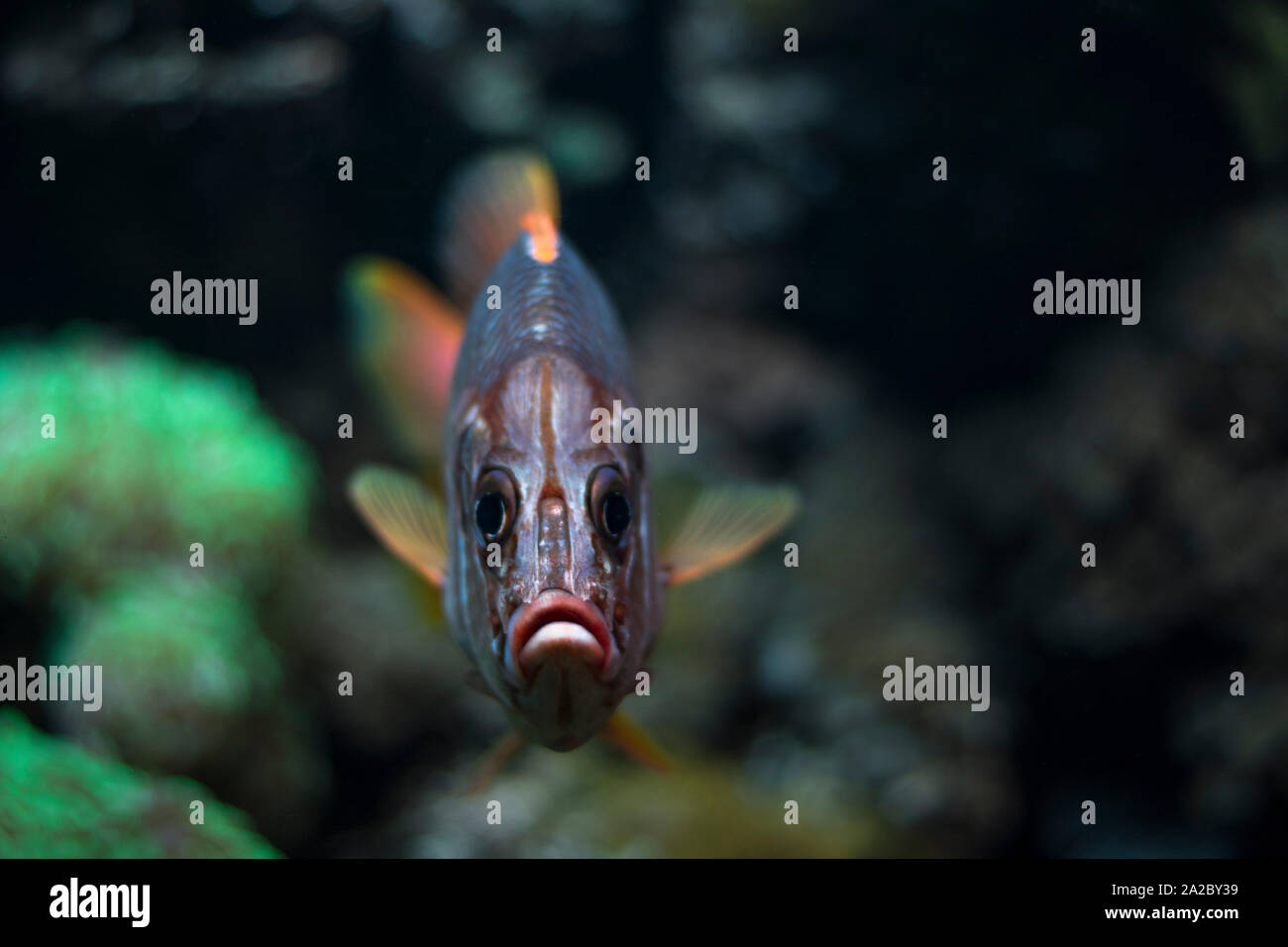 Gros poisson en bouche Banque de photographies et d’images à haute ...