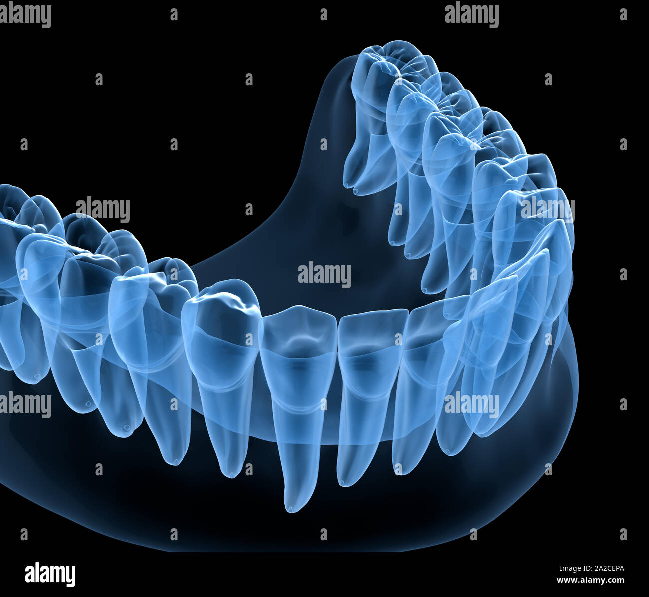 Anatomie dentaire des dents et gencives humaine mandibulaire, la vue x-ray. Dent précise ...