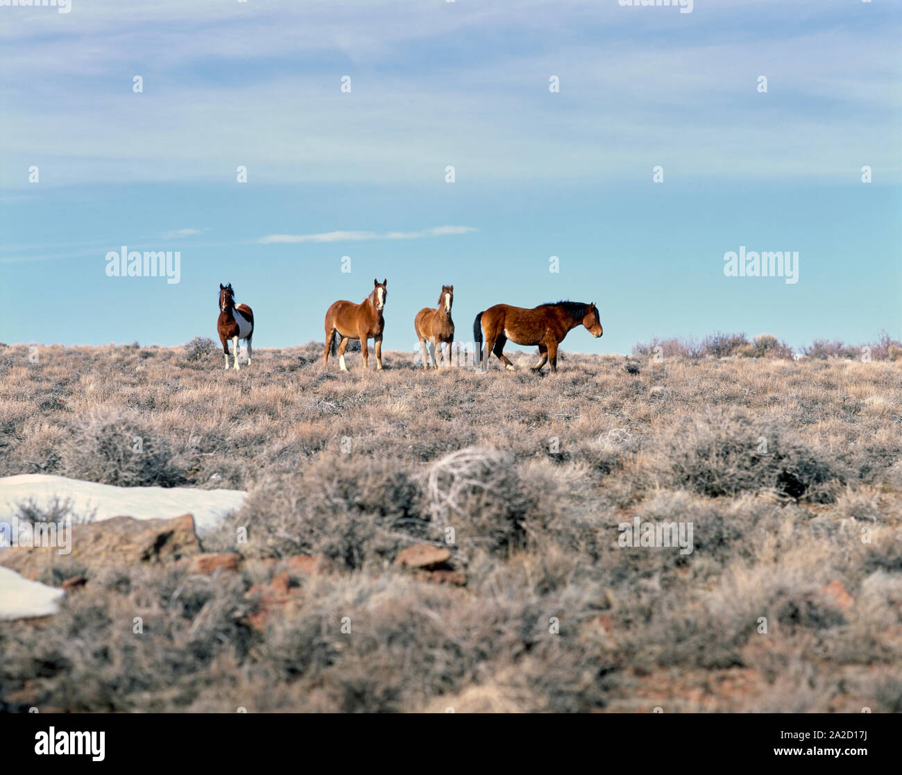 Cheval sauvage mustang Banque de photographies et d’images à haute ...