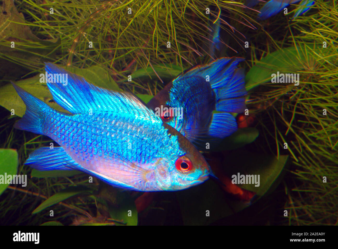 Poissons Électriques Banque d'image et photos - Alamy