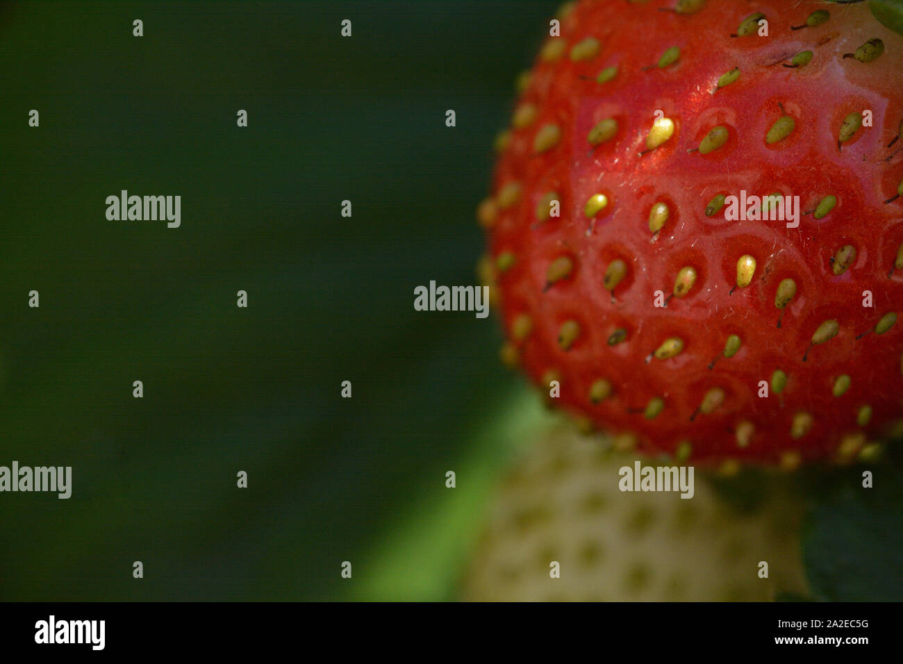 Détails de l'élément de surface d'une fraise. Image en gros plan Photo ...