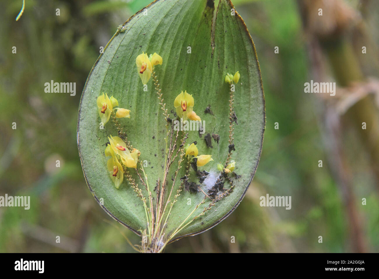 Elleanthus robustus Banque de photographies et d’images à haute ...