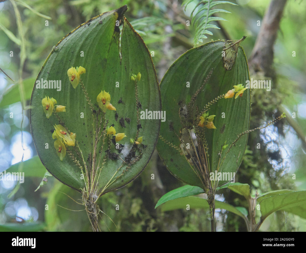 Elleanthus robustus Banque de photographies et d’images à haute ...