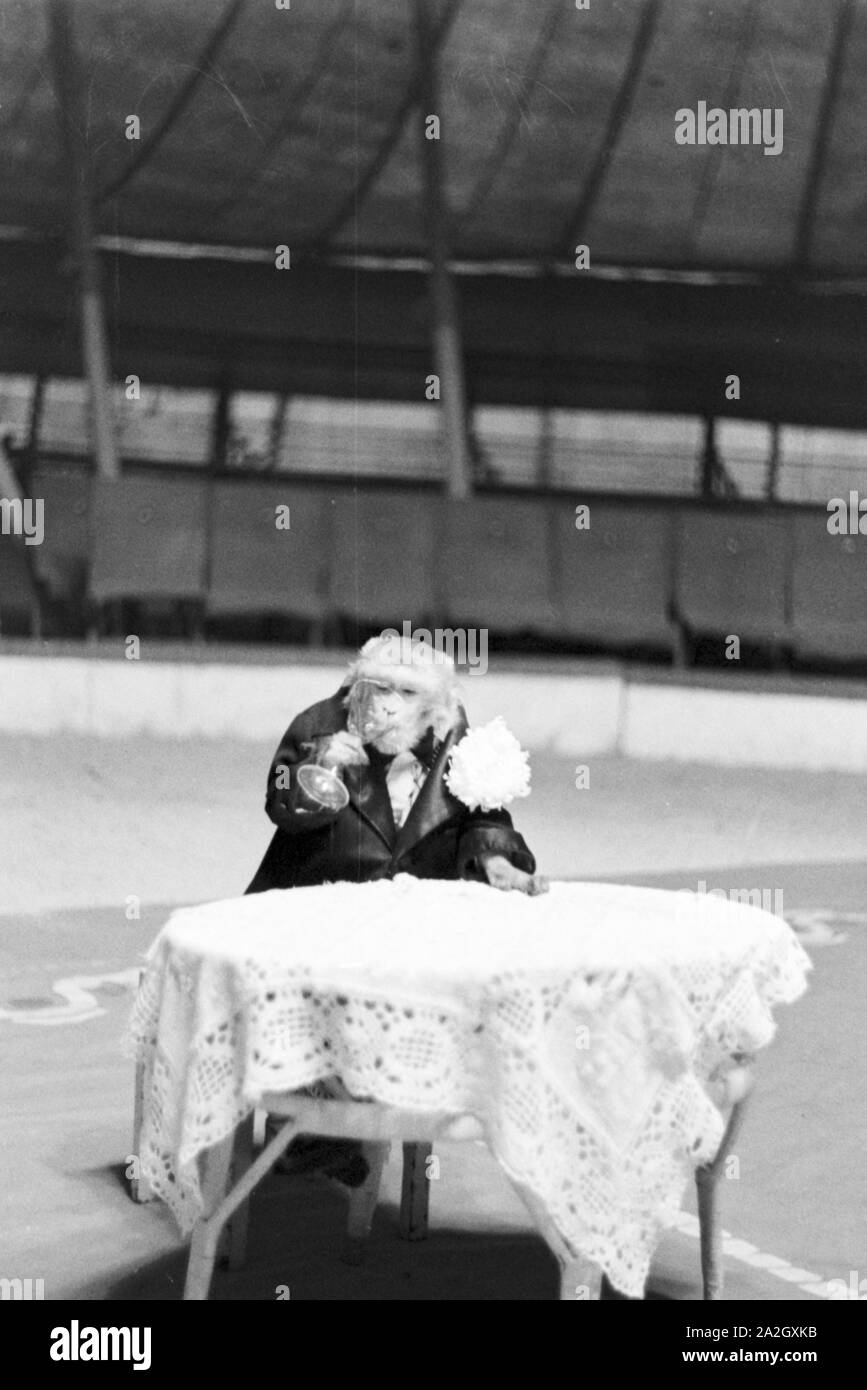 Singe de cirque Banque de photographies et d’images à haute résolution ...