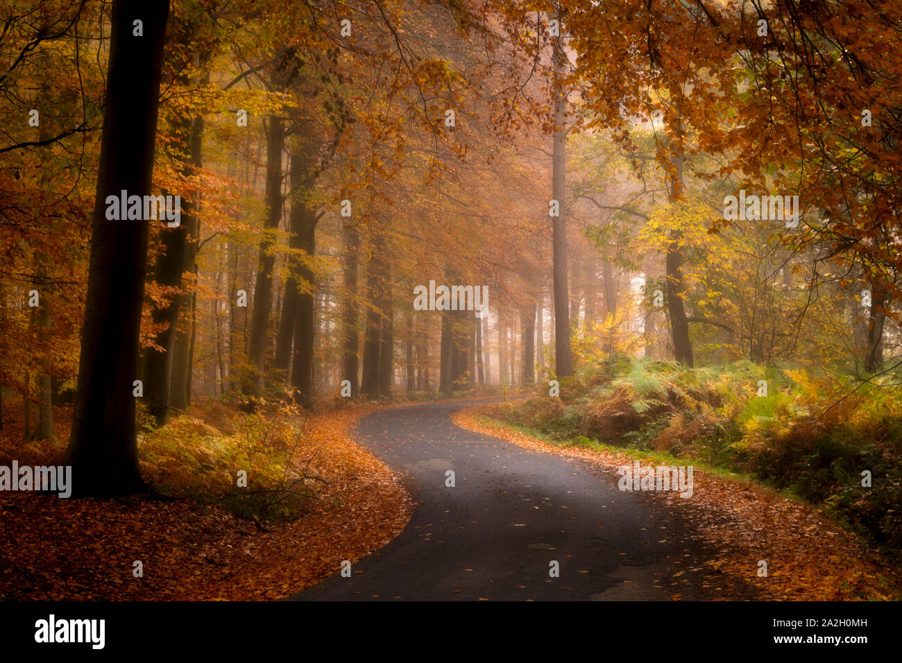 Forêt automne belgique Banque de photographies et d’images à haute ...