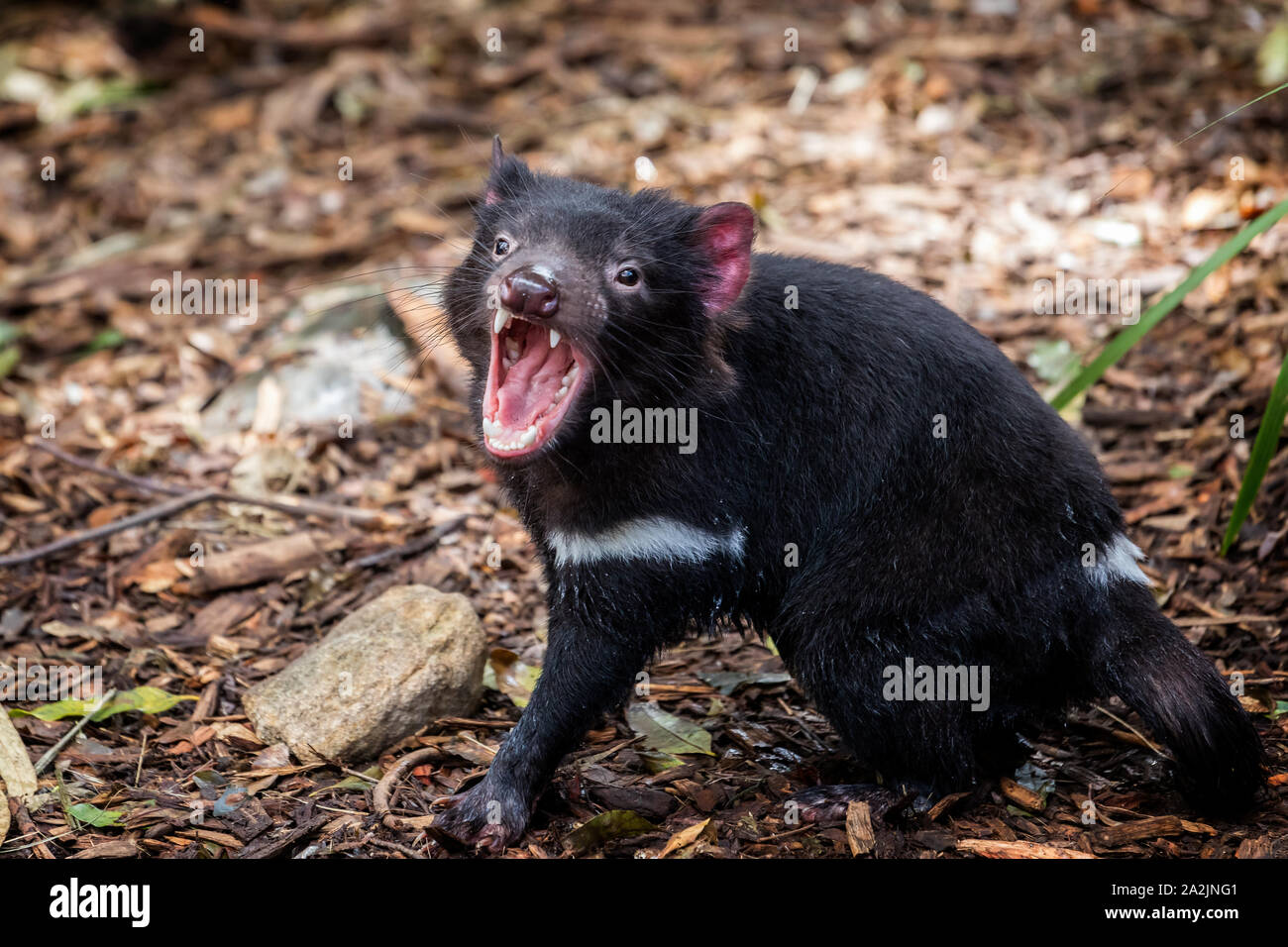 Diable Sauvage De Tasmanie Banque d'image et photos - Alamy