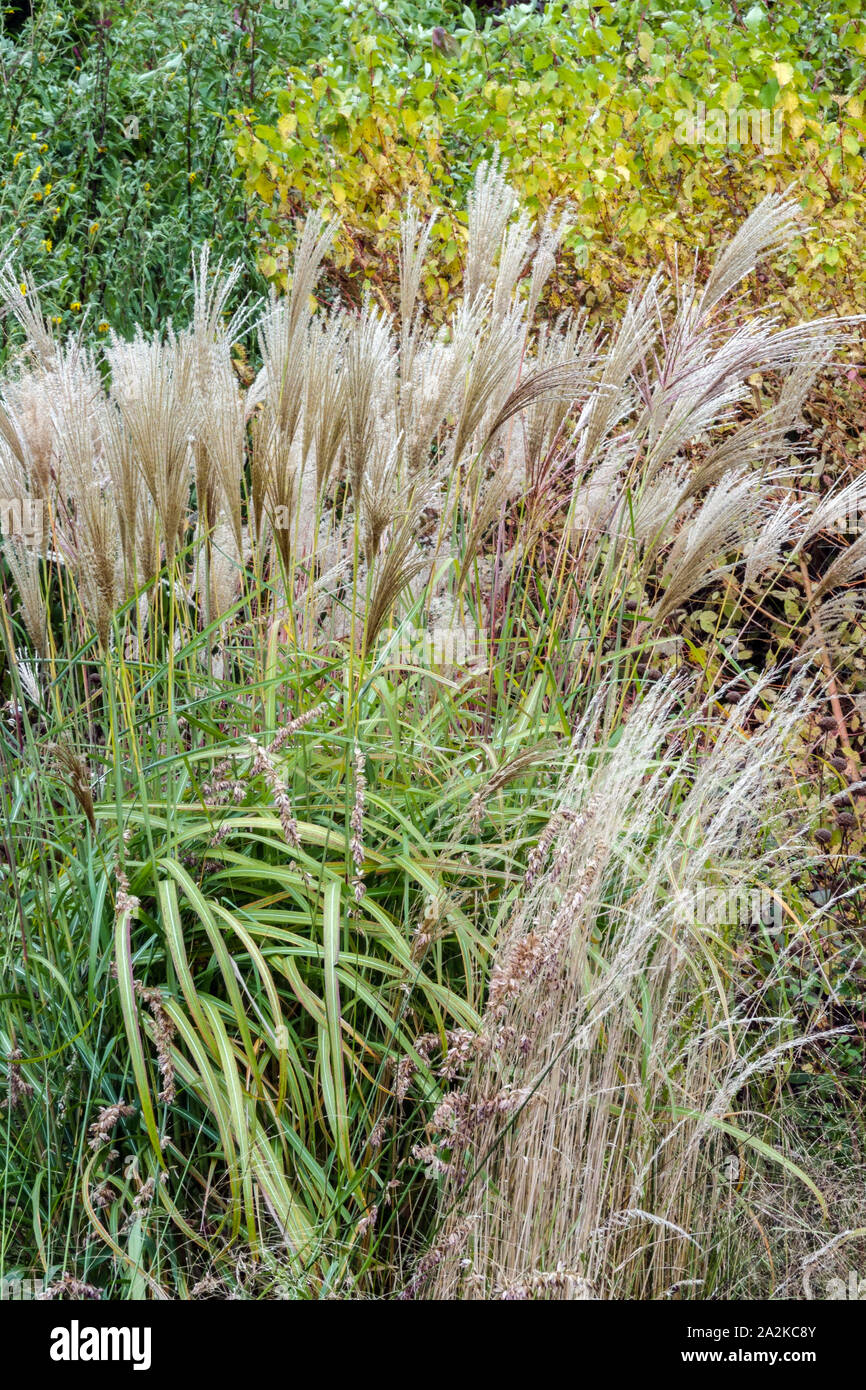 Miscanthus sinensis dronning ingrid Banque de photographies et d’images ...