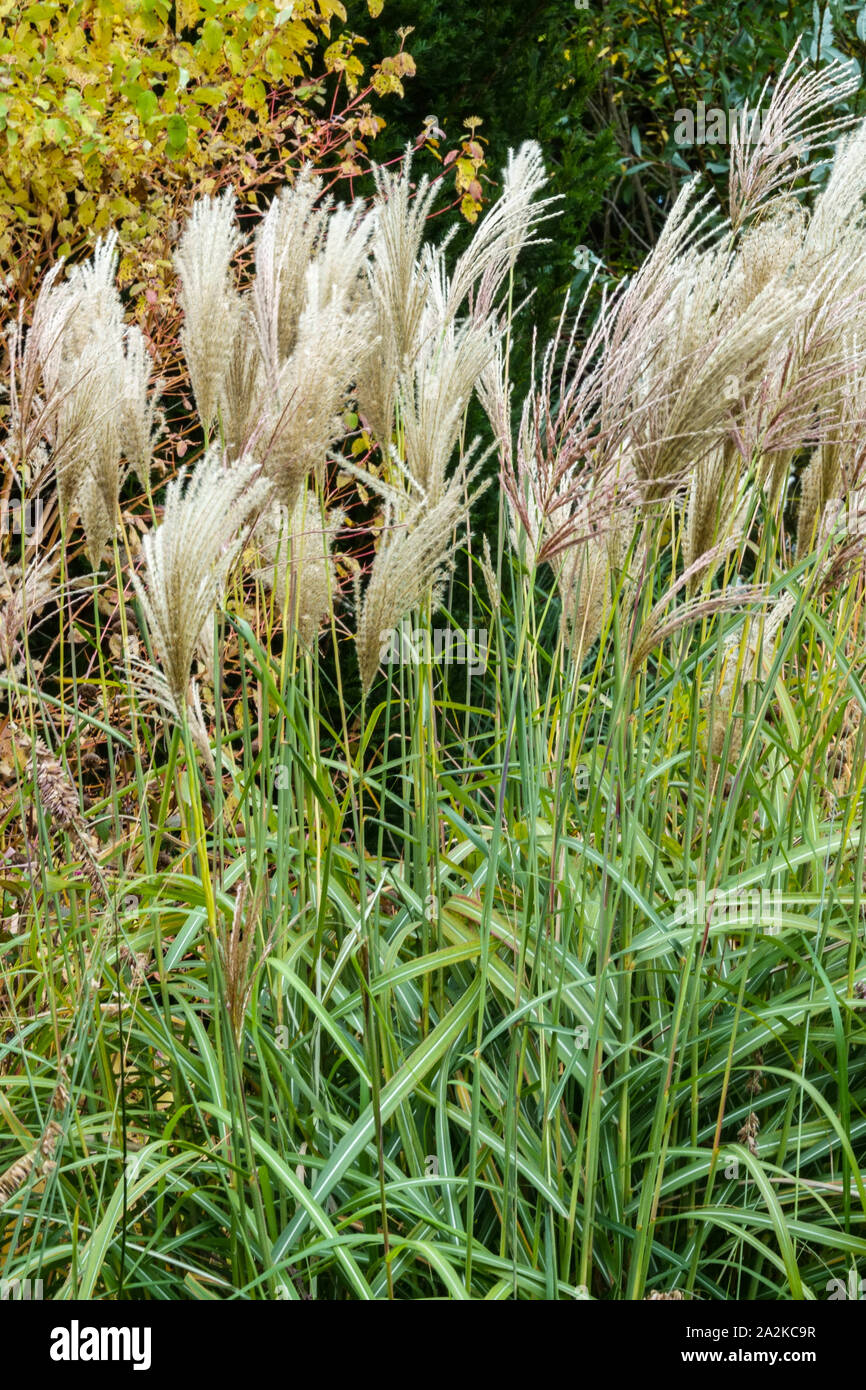 Miscanthus sinensis dronning ingrid Banque de photographies et d’images ...