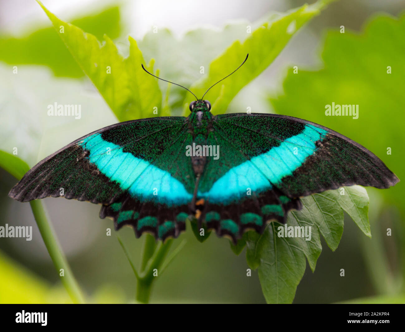 Papillon du machaon émeraude (Papilio palinurus Photo Stock - Alamy