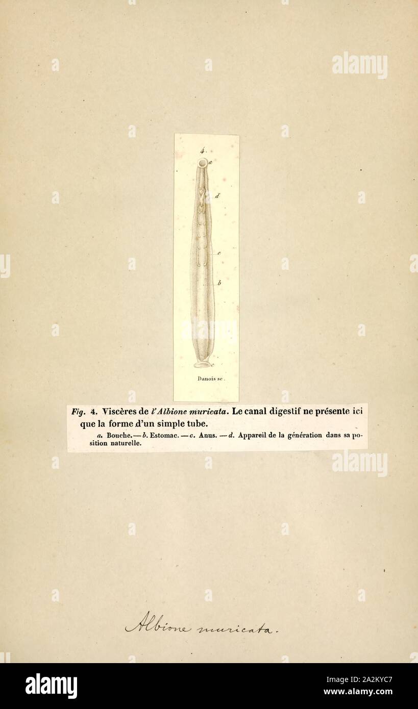 Albione muricata Banque de photographies et d’images à haute résolution ...