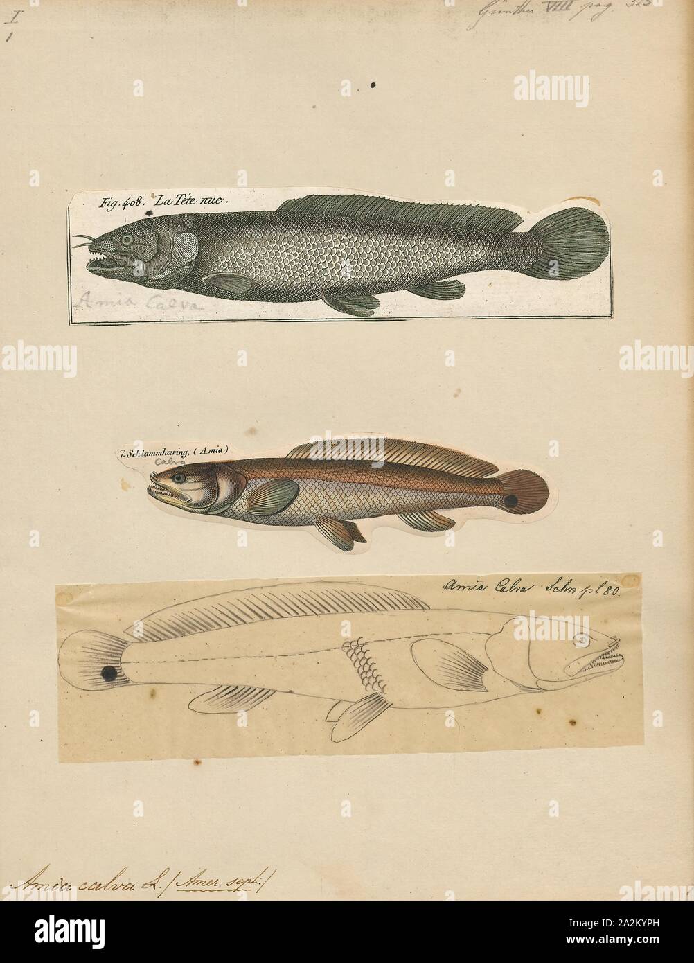 Brochet de boue Banque de photographies et d’images à haute résolution ...