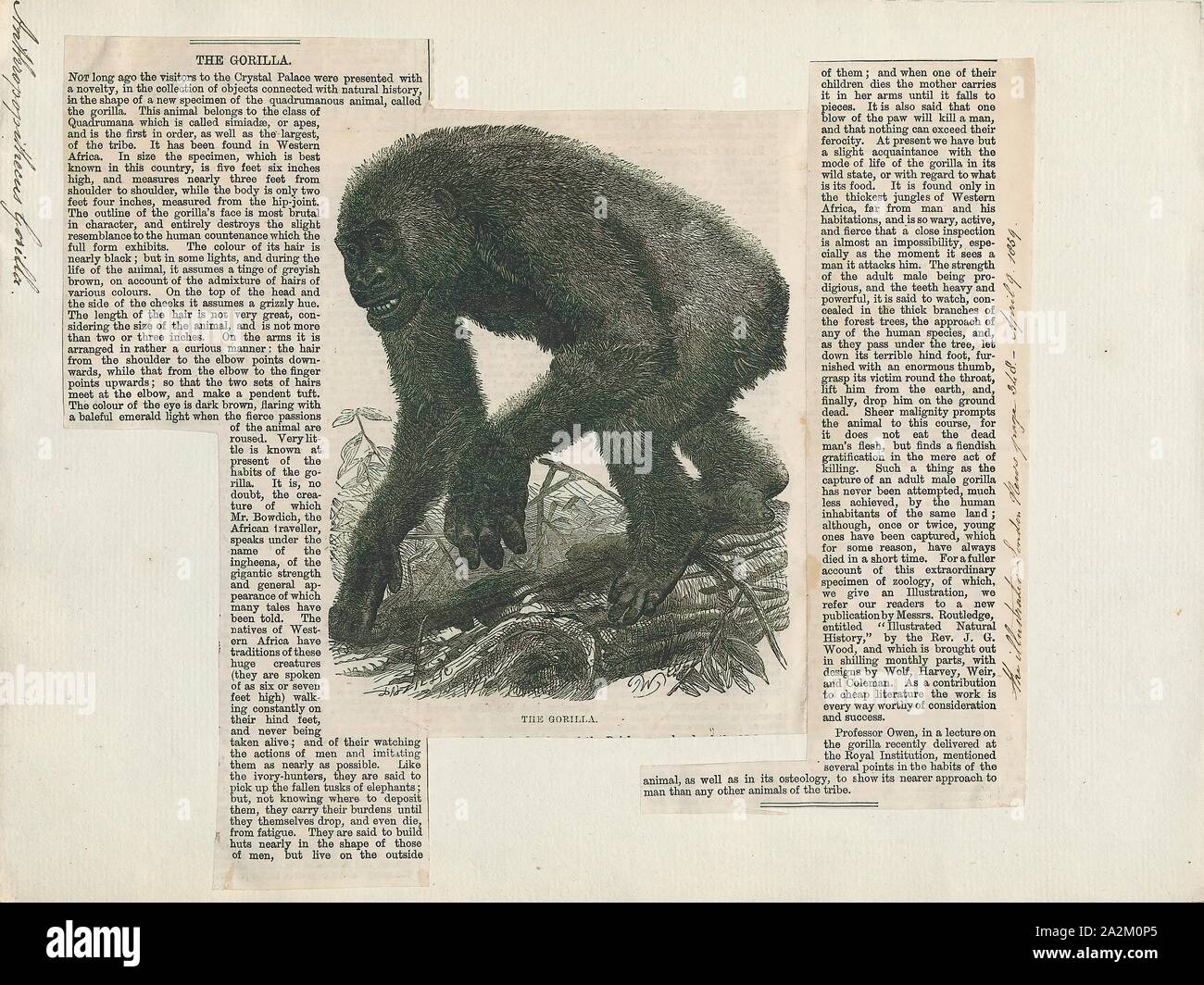 Anthropopithecus gorilla Banque de photographies et d’images à haute ...