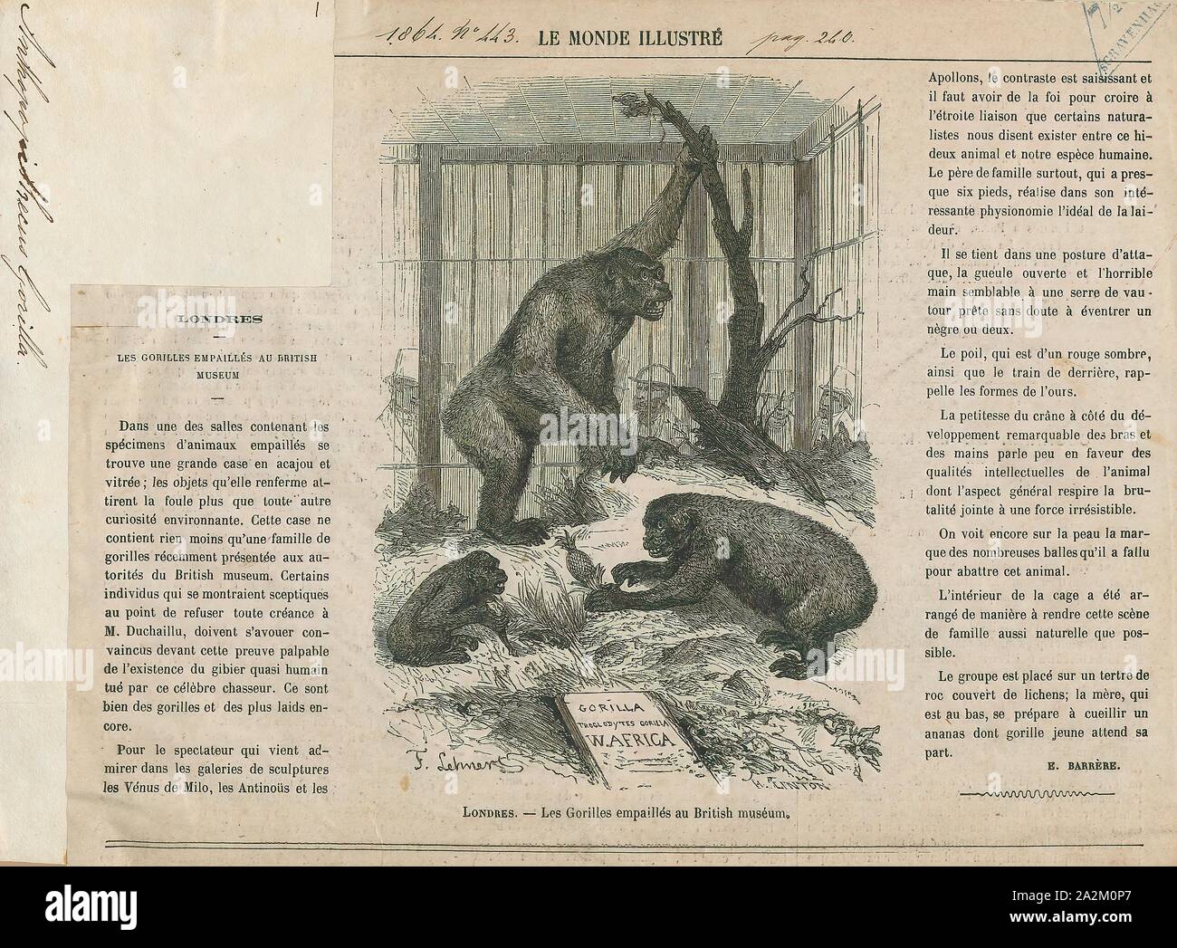 Anthropopithecus gorilla Banque de photographies et d’images à haute ...