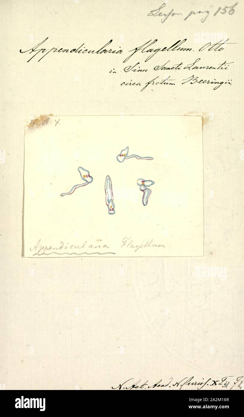 Appendiculaire flagellum Banque de photographies et d’images à haute ...