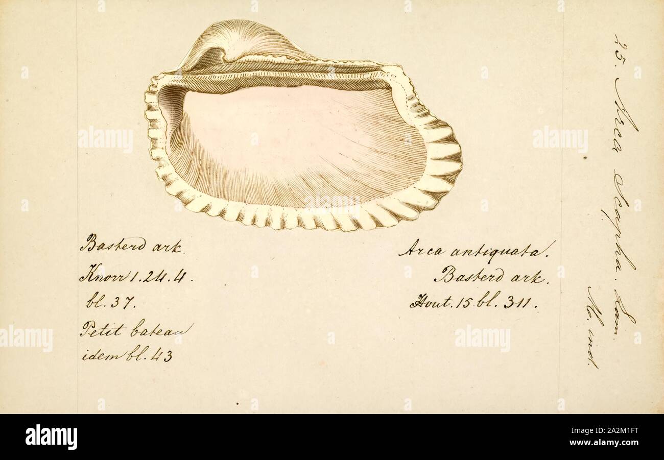 Arca scapha Banque de photographies et d’images à haute résolution - Alamy