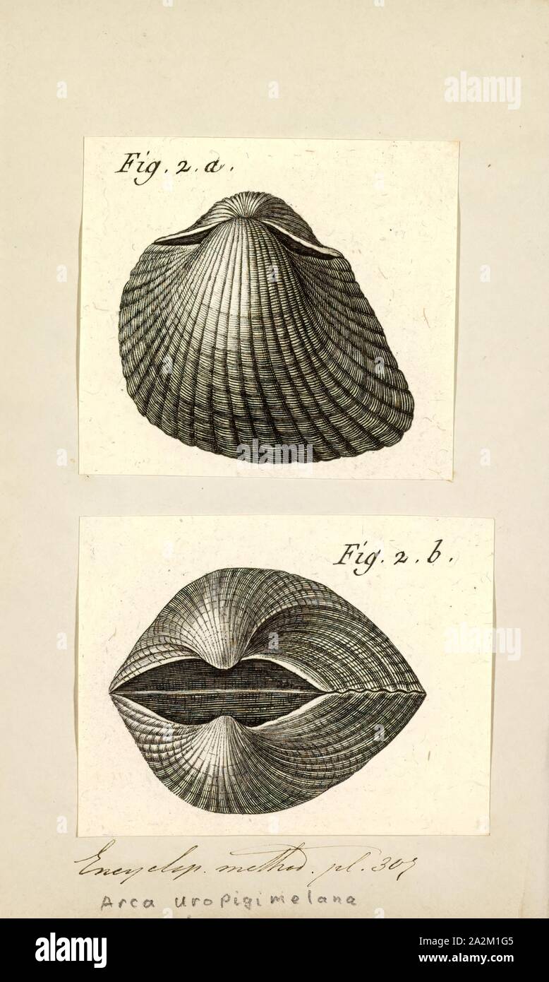 Arca uropigimelana Banque de photographies et d’images à haute ...