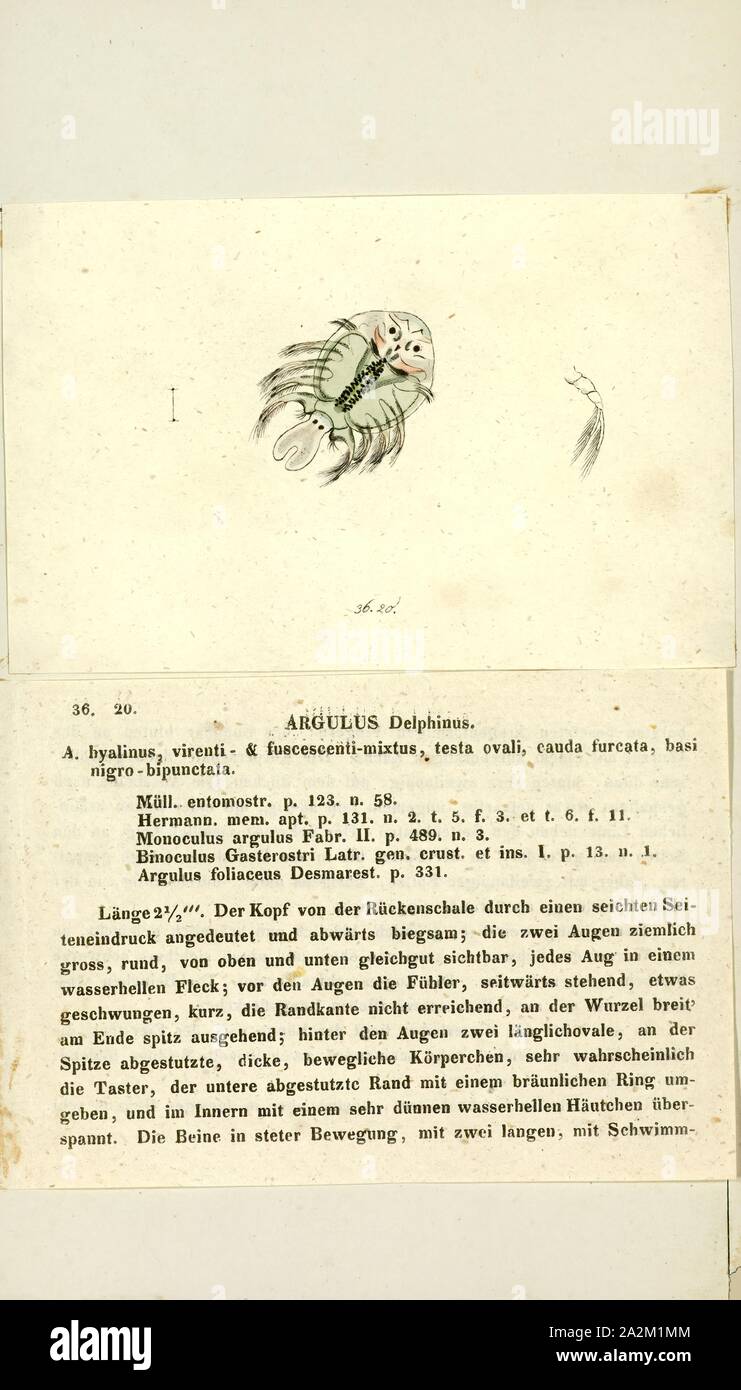 Poisson parasite argulus Banque de photographies et d’images à haute ...