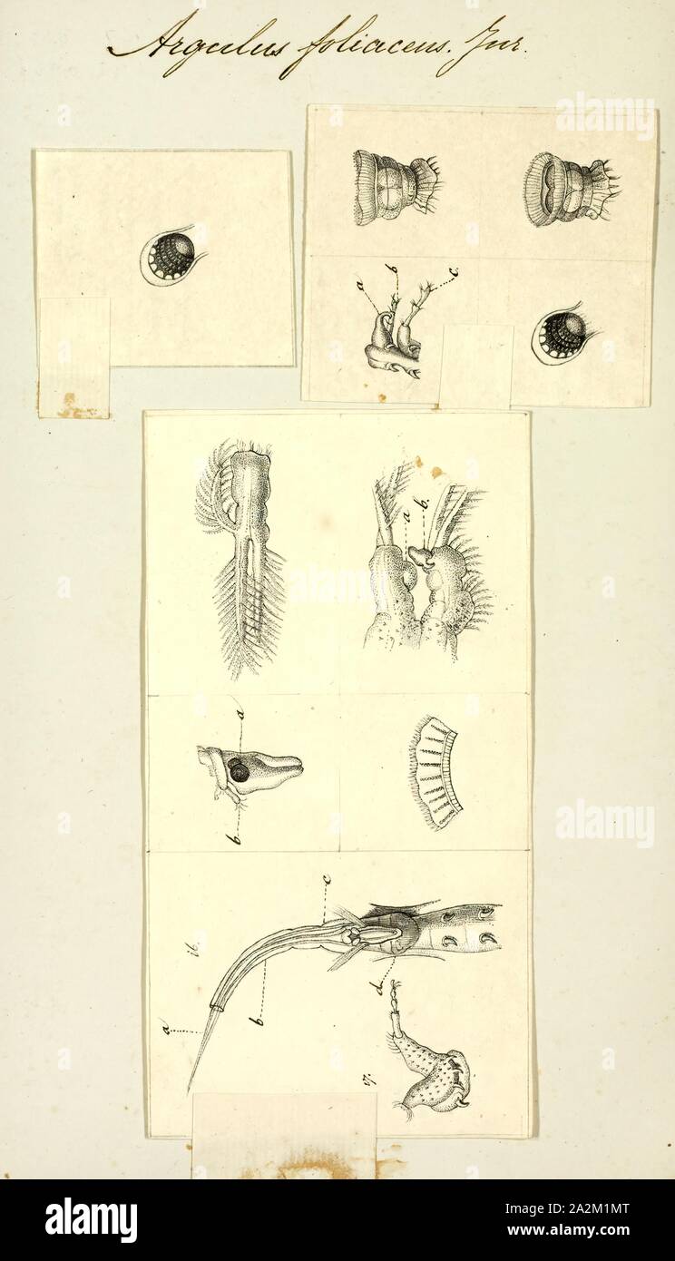 Monoculus foliaceus linnaeus Banque de photographies et d’images à ...