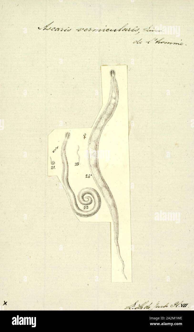 L'ascaride vermicularis, Print, Image montrant l'intérieur du cycle de ...