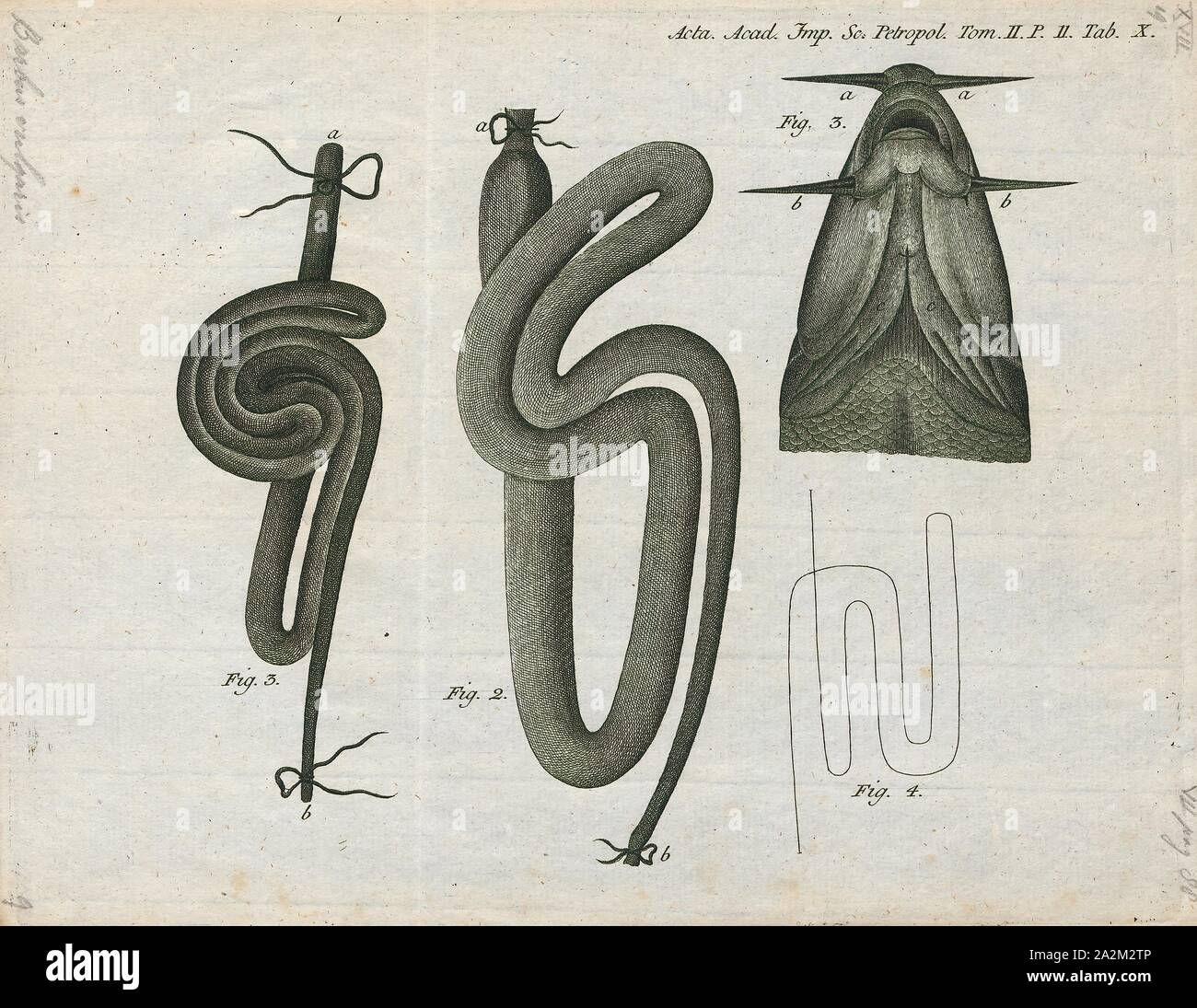 Le barbeau commun Banque de photographies et d’images à haute ...