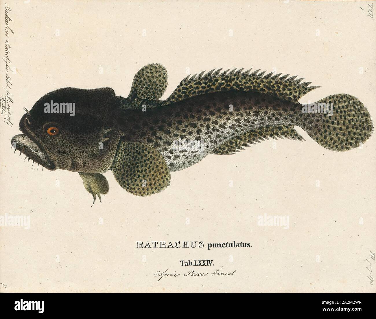 Cano crapaud Banque de photographies et d’images à haute résolution - Alamy