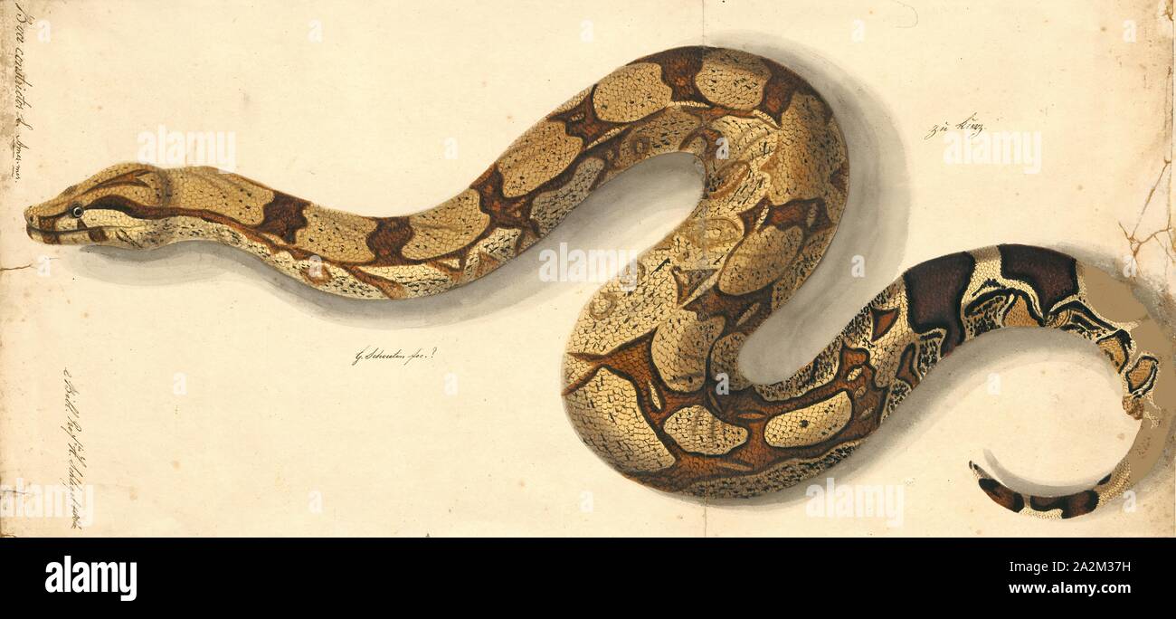 Boa constrictor, Imprimer, le boa constrictor (Boa constrictor), aussi ...