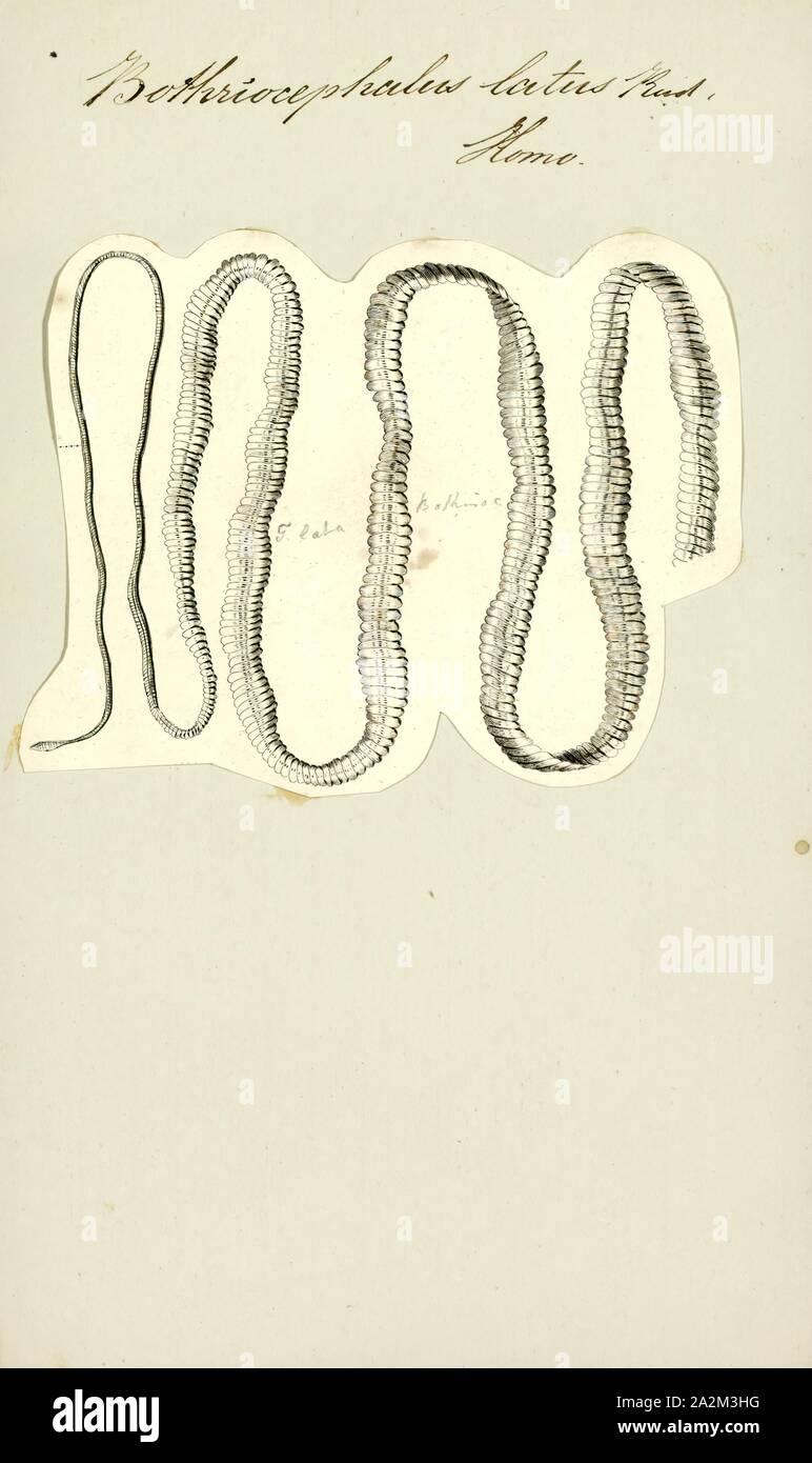 Human tapeworm Banque de photographies et d’images à haute résolution ...