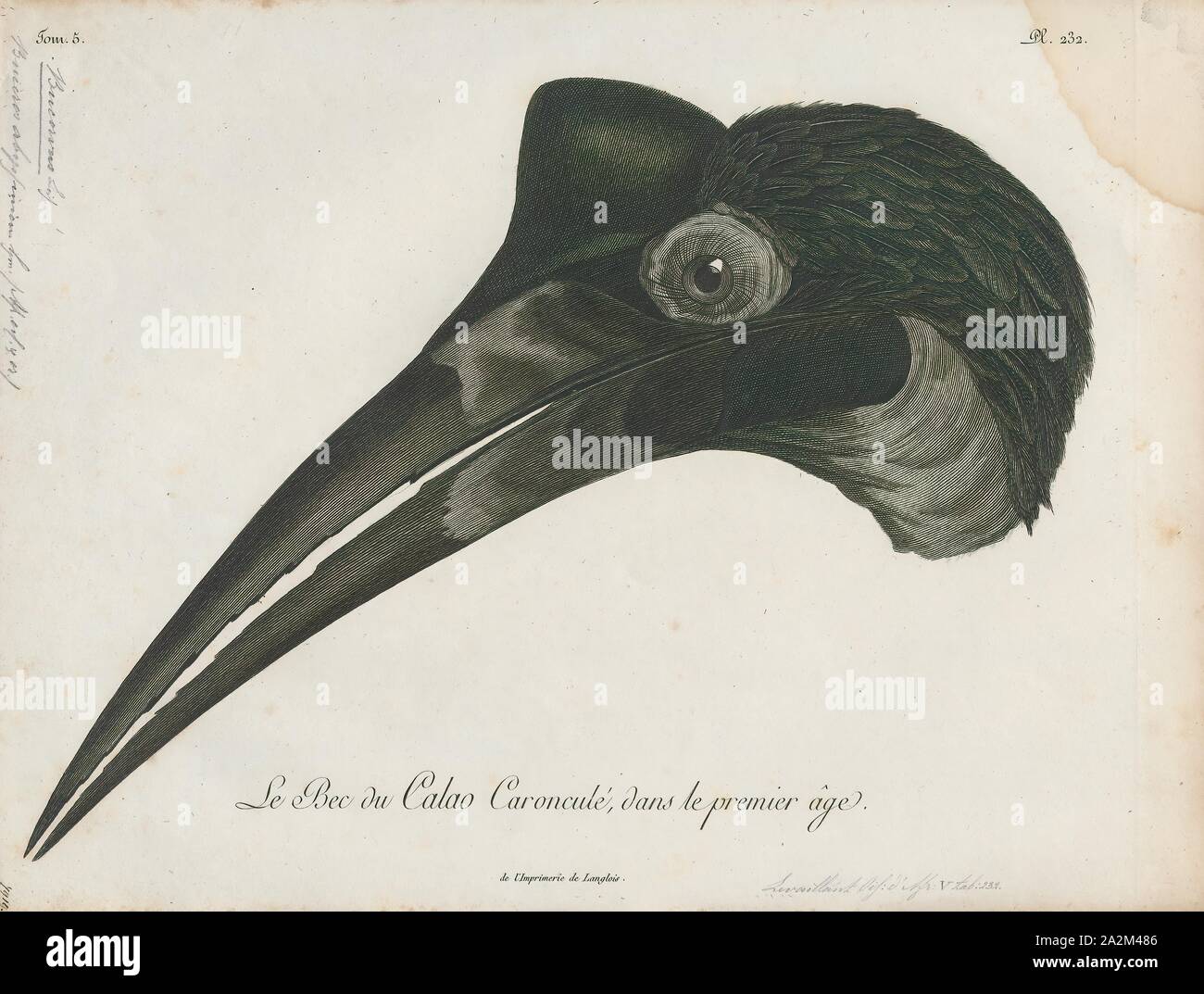 Un des plus grands calaos Banque de photographies et d’images à haute ...