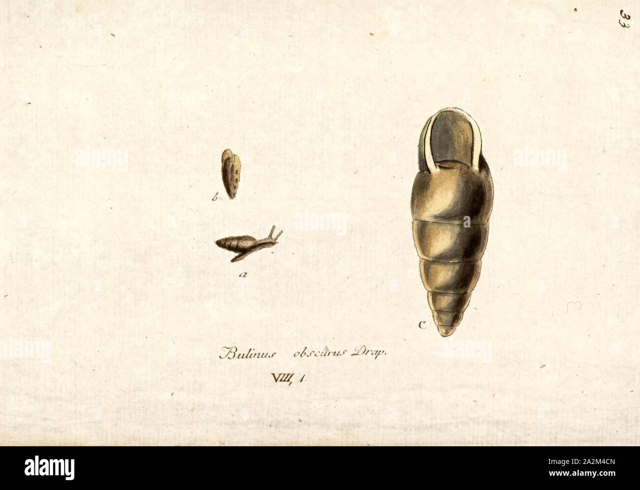 Bulinus obscurus Banque de photographies et d’images à haute résolution ...