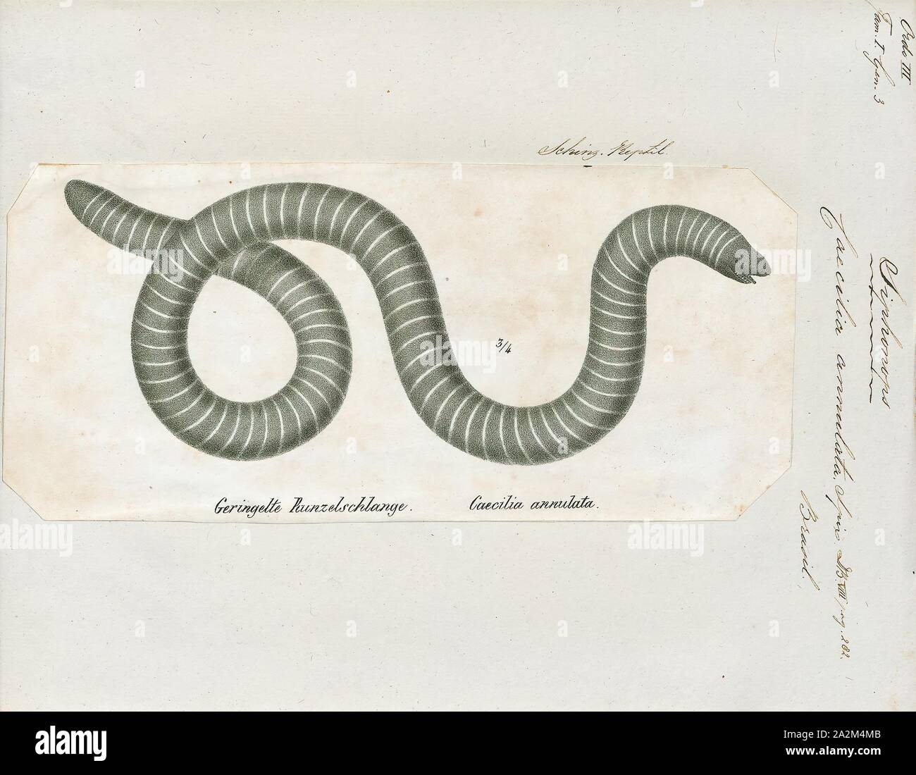 Caecilia annulata, Imprimer, Caecilia est un genre d'amphibiens de la ...