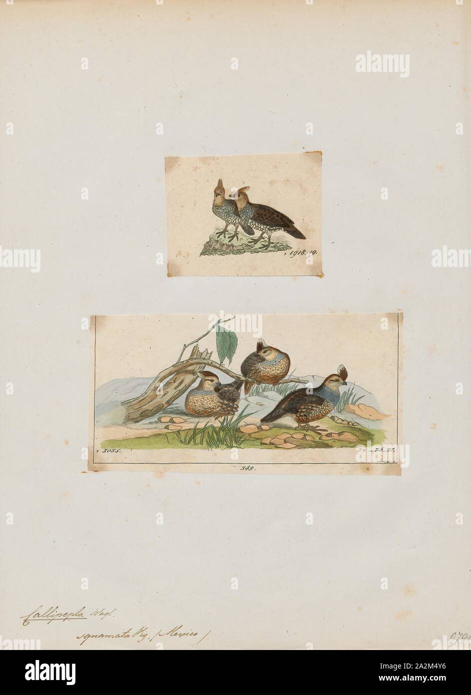 Callipepla squamata, imprimer, les cailles (Callipepla squamata), aussi ...