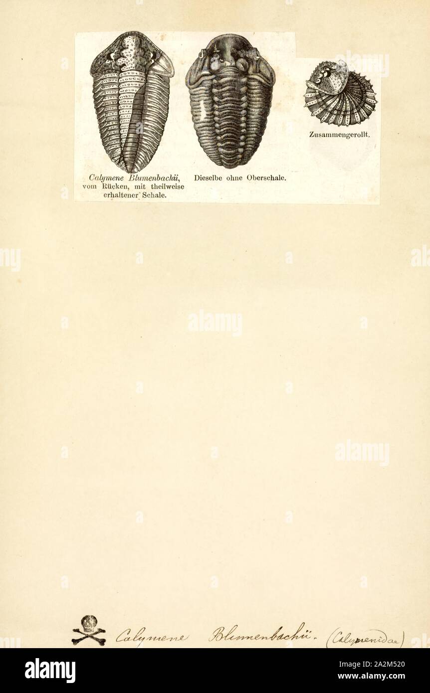 Dudley bug Banque de photographies et d’images à haute résolution - Alamy