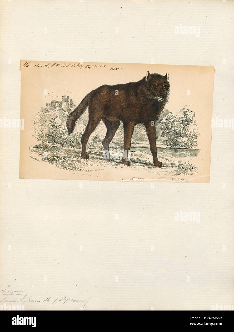 Loup rouge de l'est du canada Banque de photographies et d’images à ...