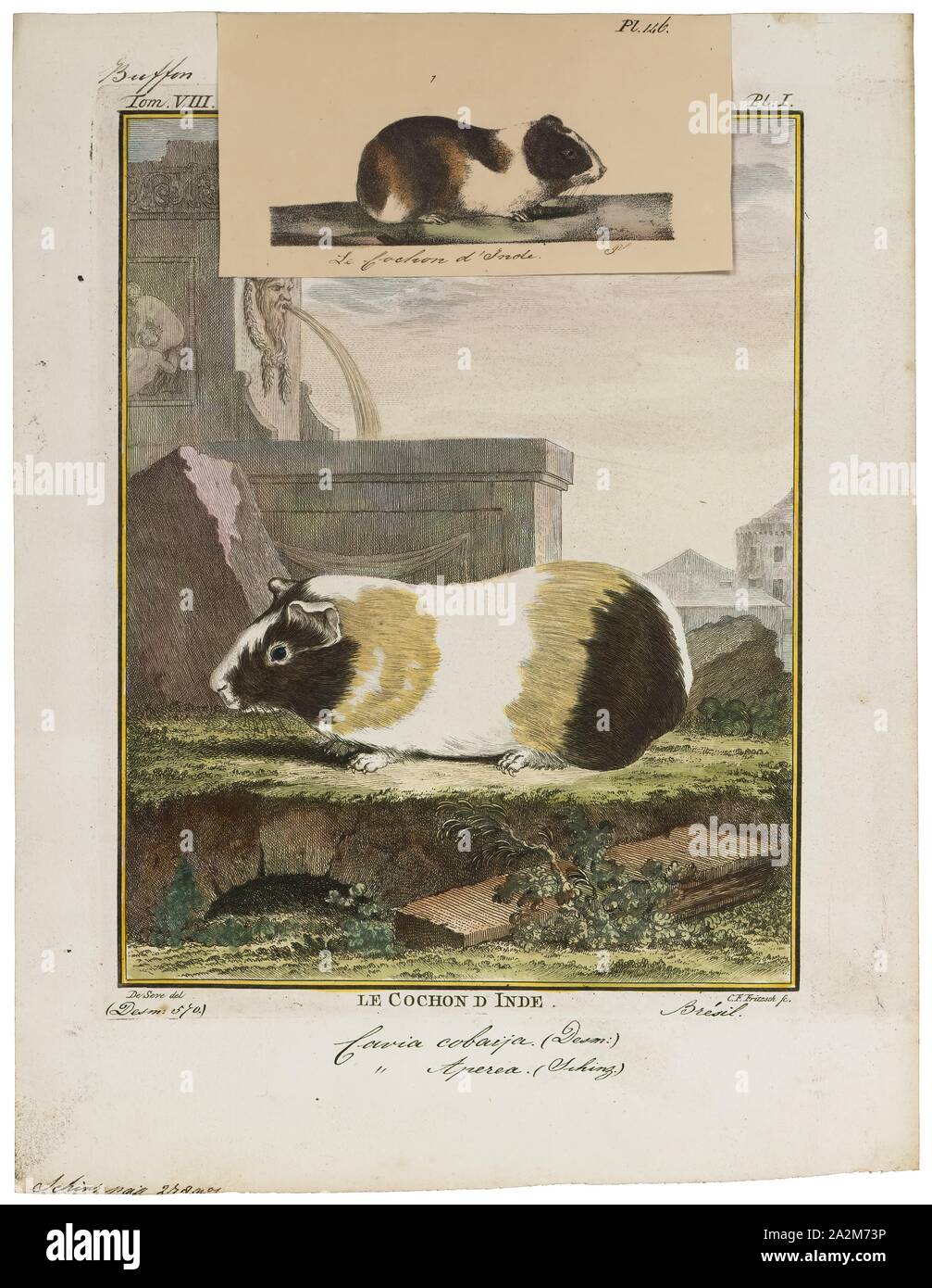 Famille caviidae Banque de photographies et d’images à haute résolution ...