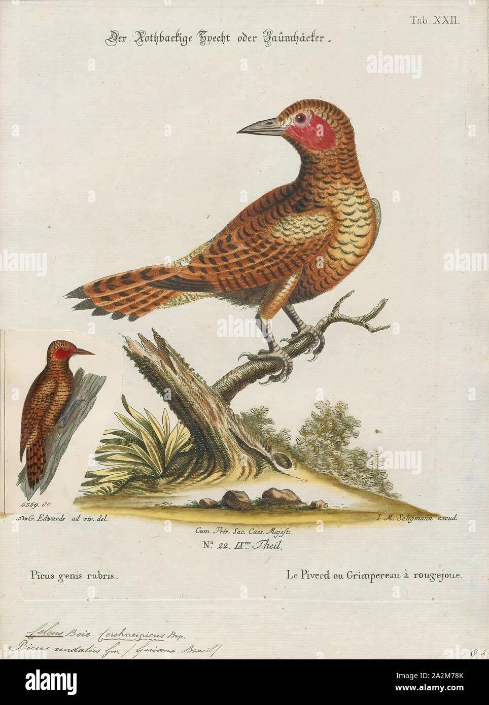 Celeus undatus Banque de photographies et d’images à haute résolution ...