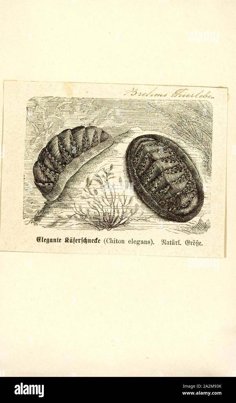 Chiton elegans, imprimer, les chitons sont des mollusques marins de ...