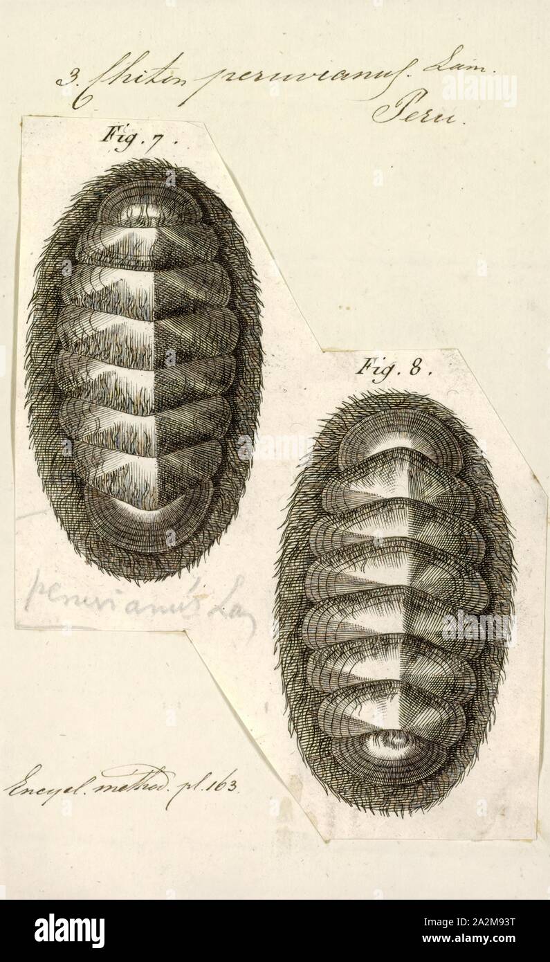 Chiton peruvianus Banque de photographies et d’images à haute ...