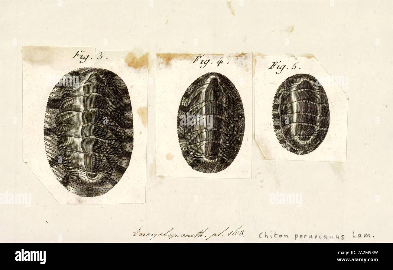 Chiton peruvianus Banque de photographies et d’images à haute ...