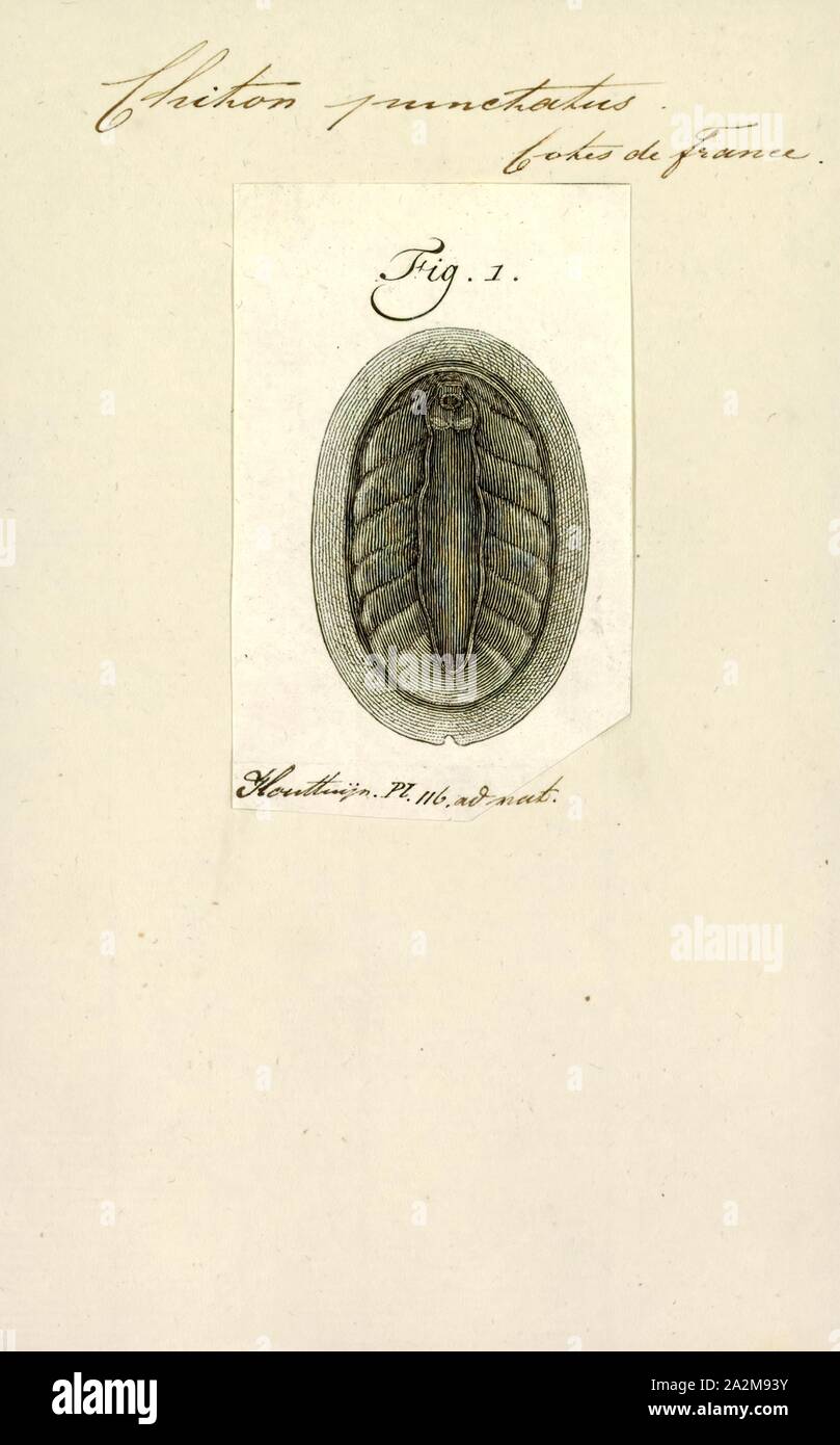 Chiton punctatus Banque de photographies et d’images à haute résolution ...