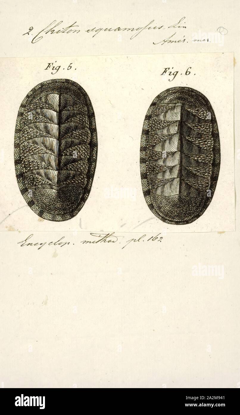 Chitons typiques Banque de photographies et d’images à haute résolution ...