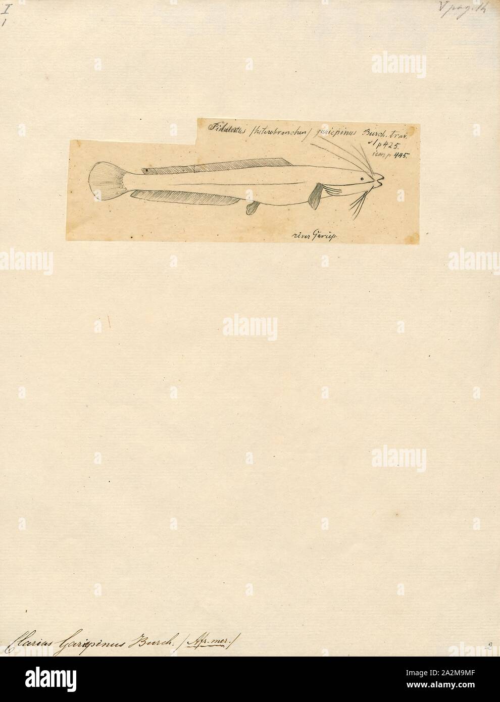 Clarias gariepinus africain Banque de photographies et d’images à haute ...