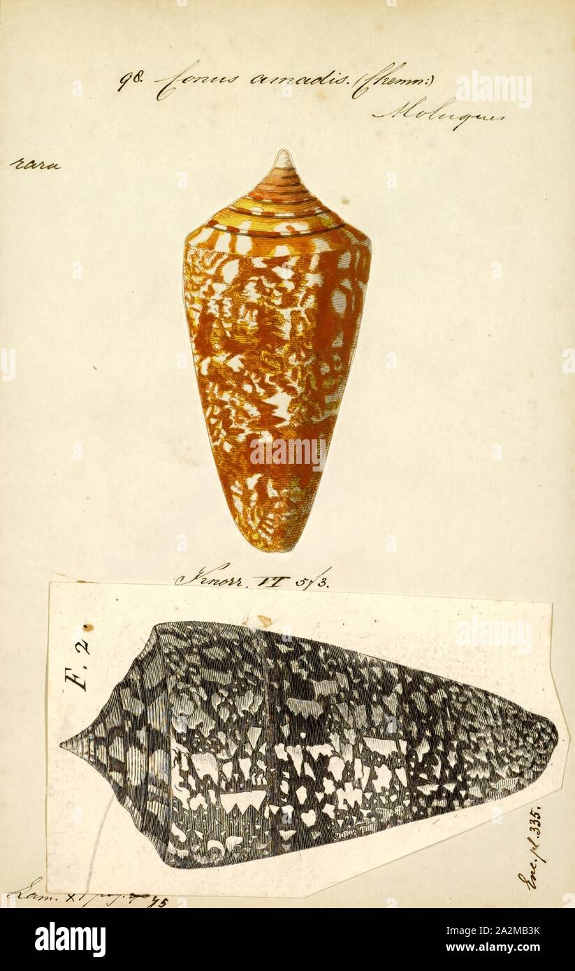 Cône prédateur escargot Banque de photographies et d’images à haute ...
