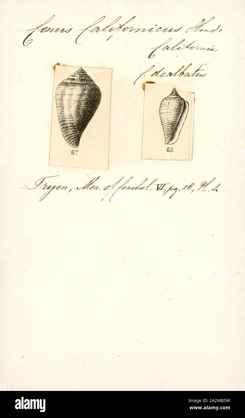 Conus californicus Banque de photographies et d’images à haute ...
