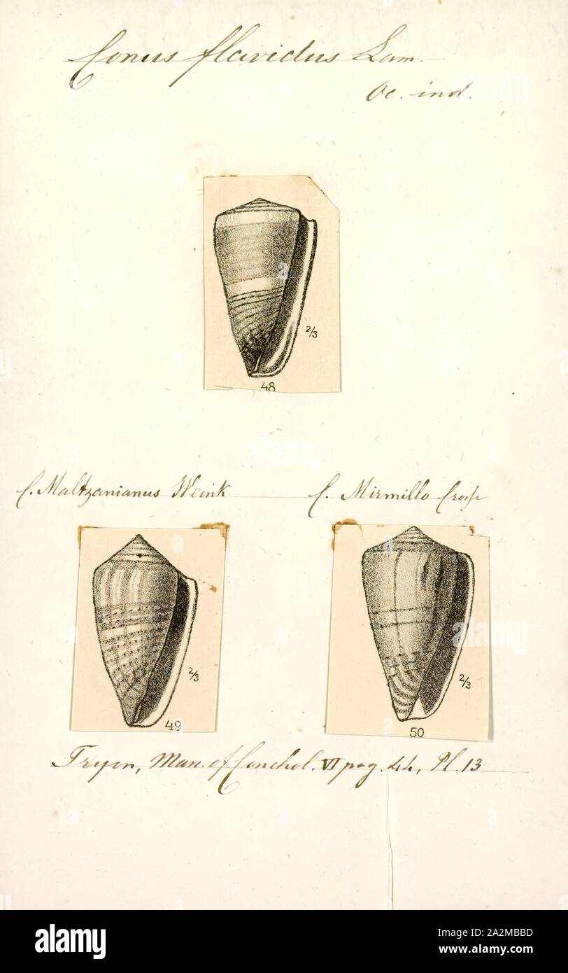 Conus flavidus Banque de photographies et d’images à haute résolution ...