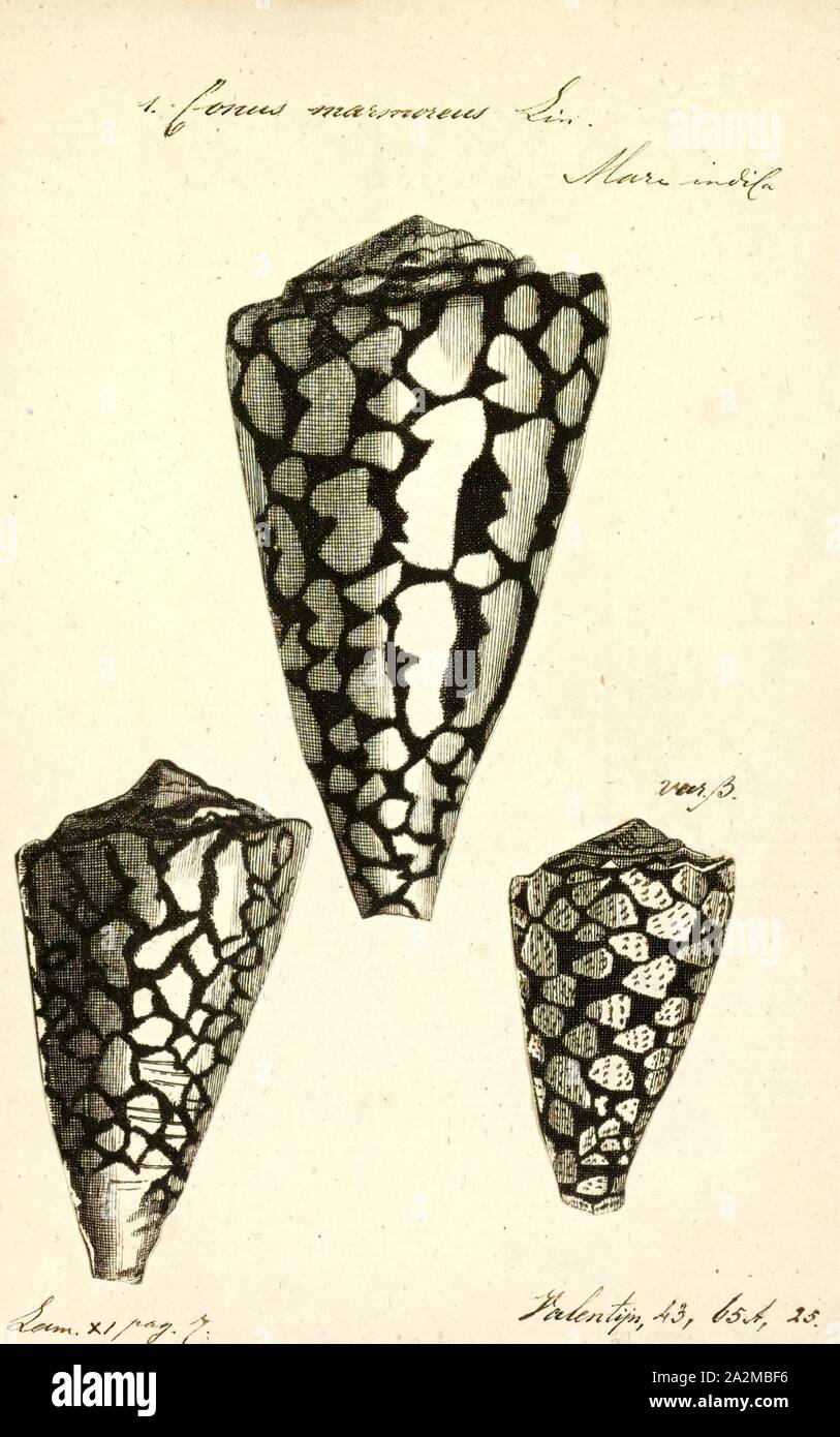 Marbled cone conus marmoreus Banque de photographies et d’images à ...