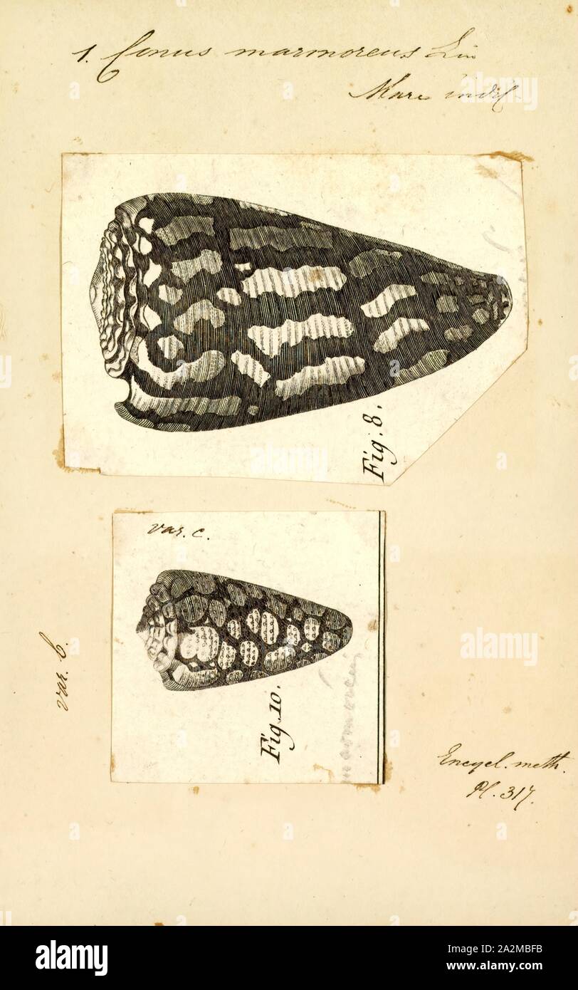 Marbled cone conus marmoreus Banque de photographies et d’images à ...